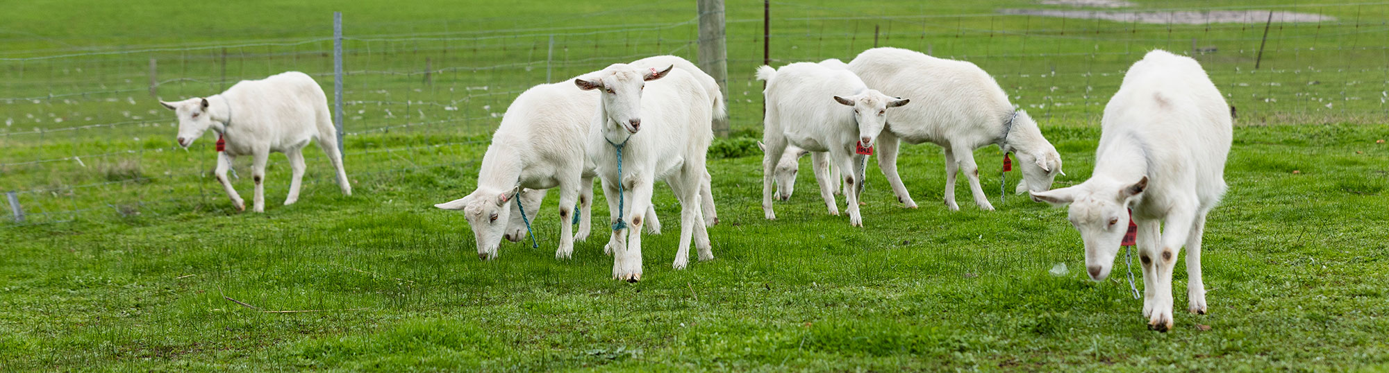 Other Breeding Livestock - Austrex